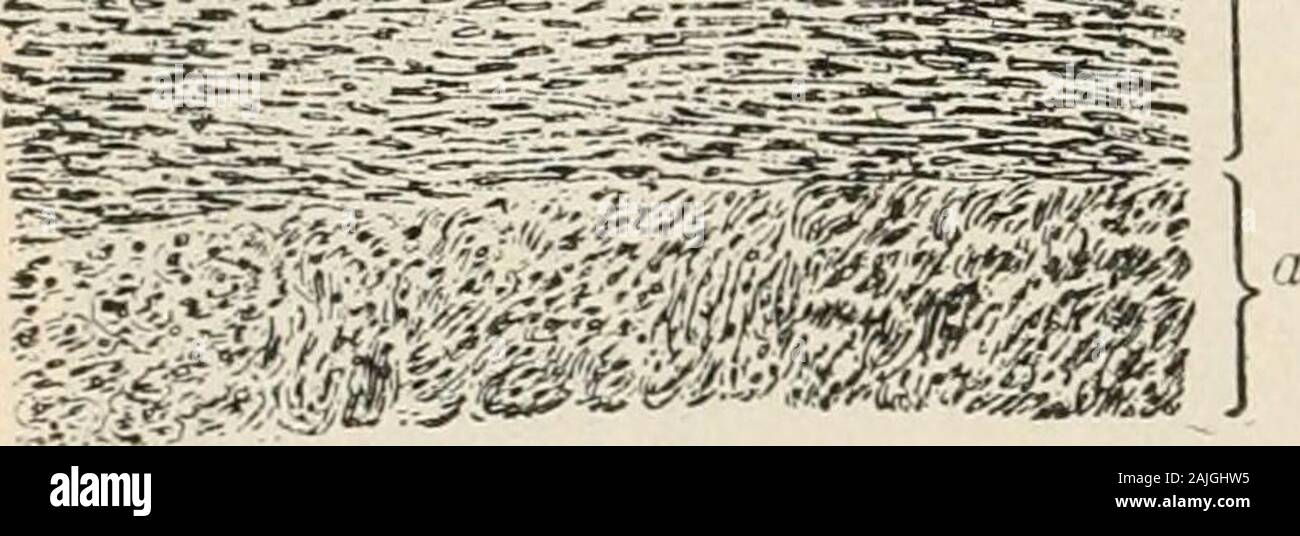 Manual of pathology : including bacteriology, the technic of ...