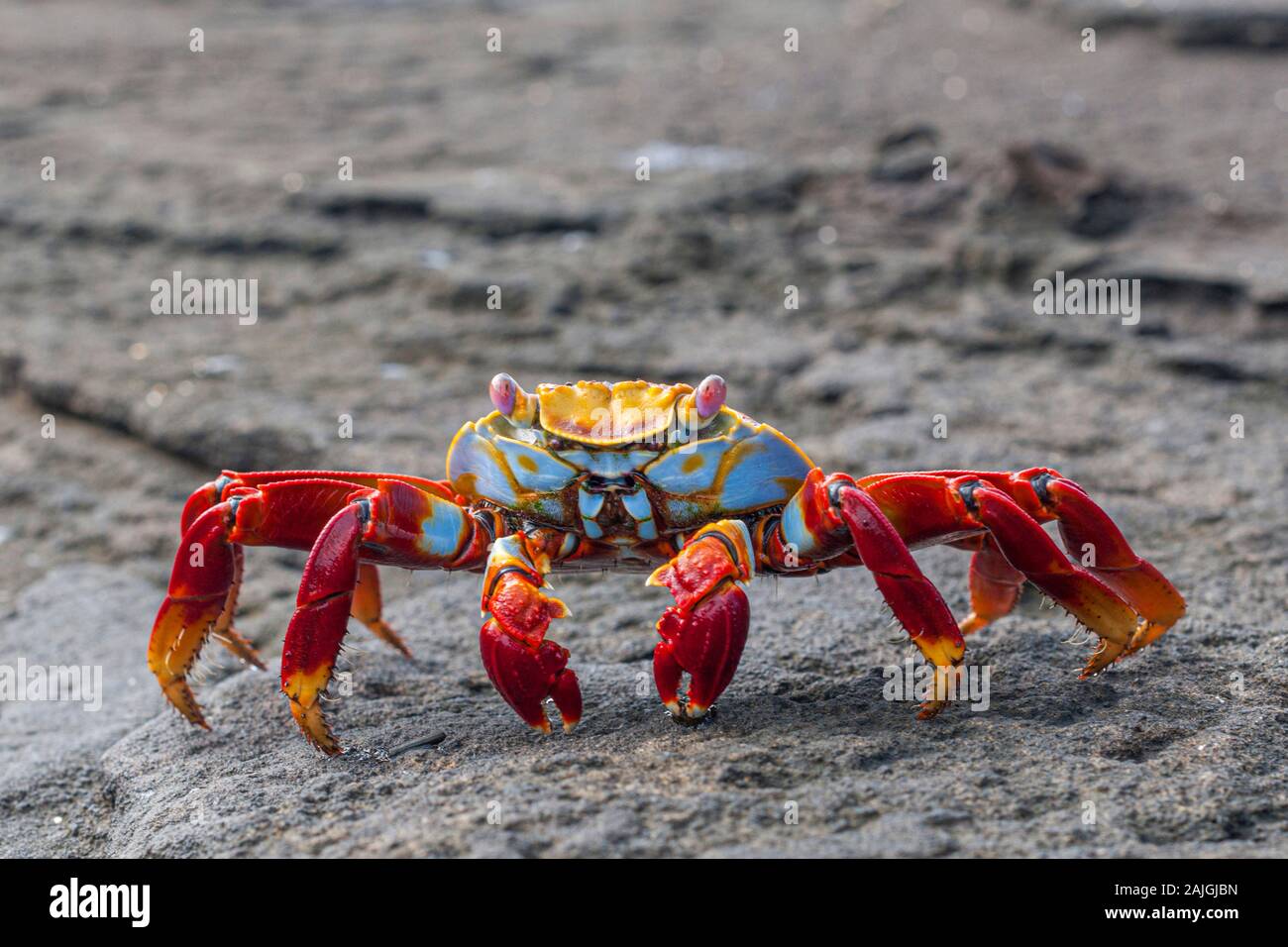 Sally lightfoot crab hi-res stock photography and images - Alamy