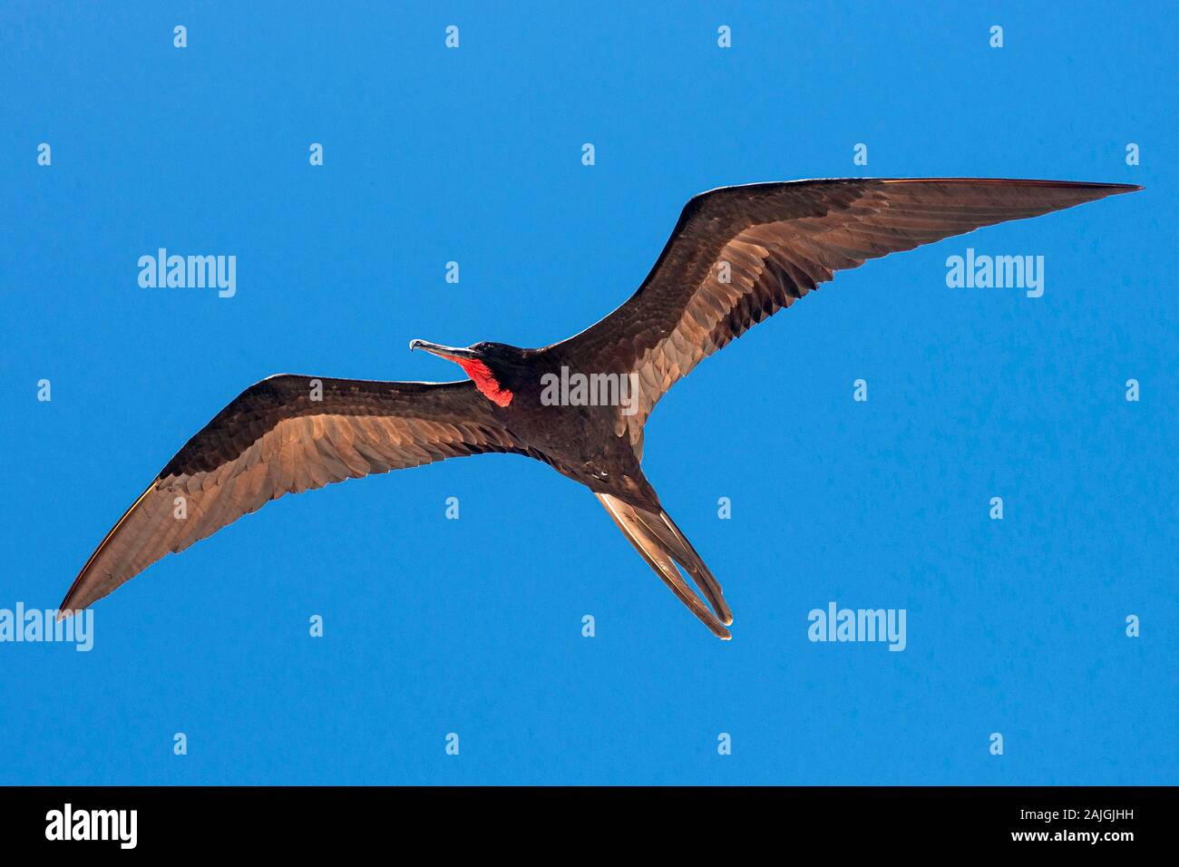 Magnificent Frigatebird Flying