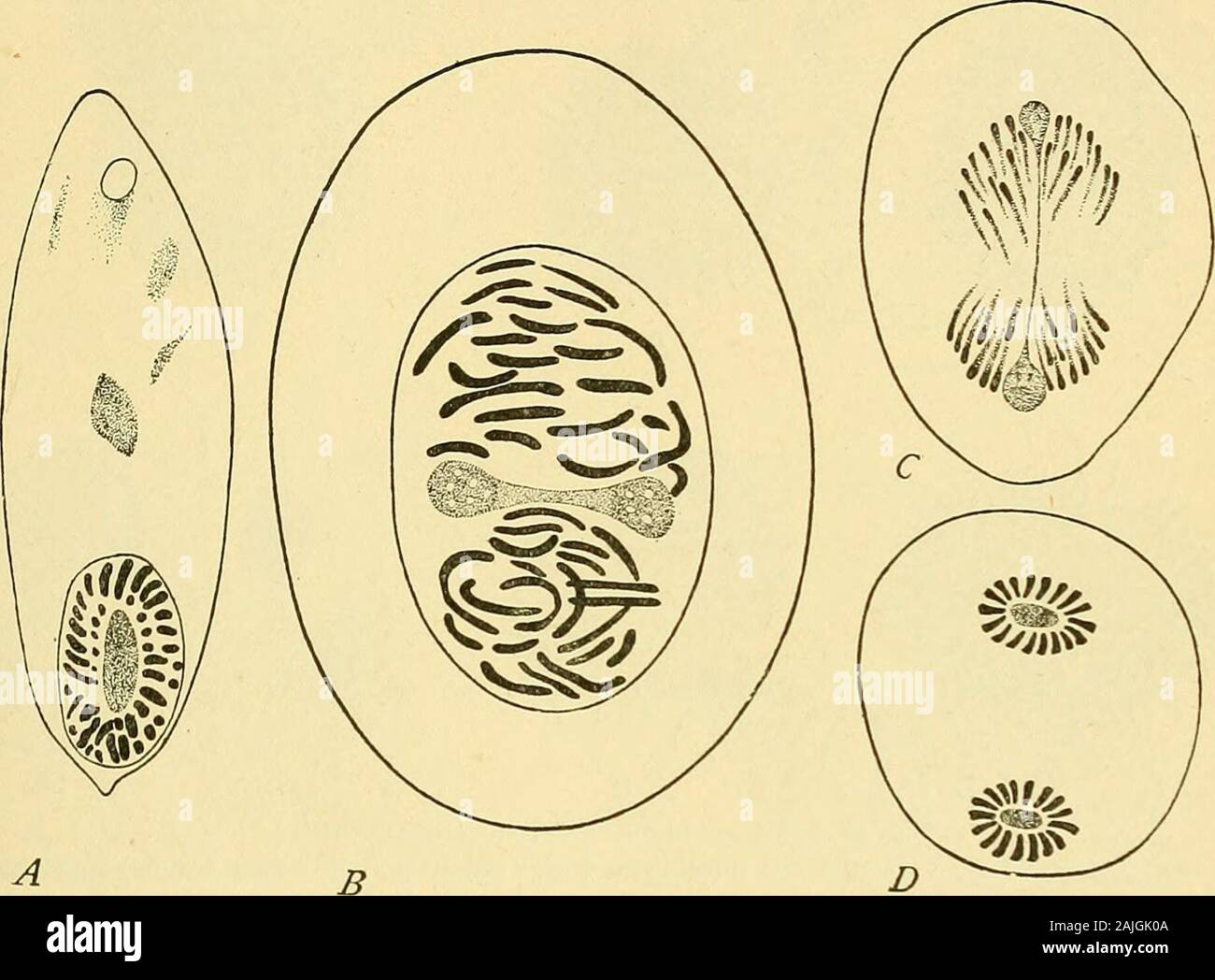 The cell in development and inheritance . sider especially the ...