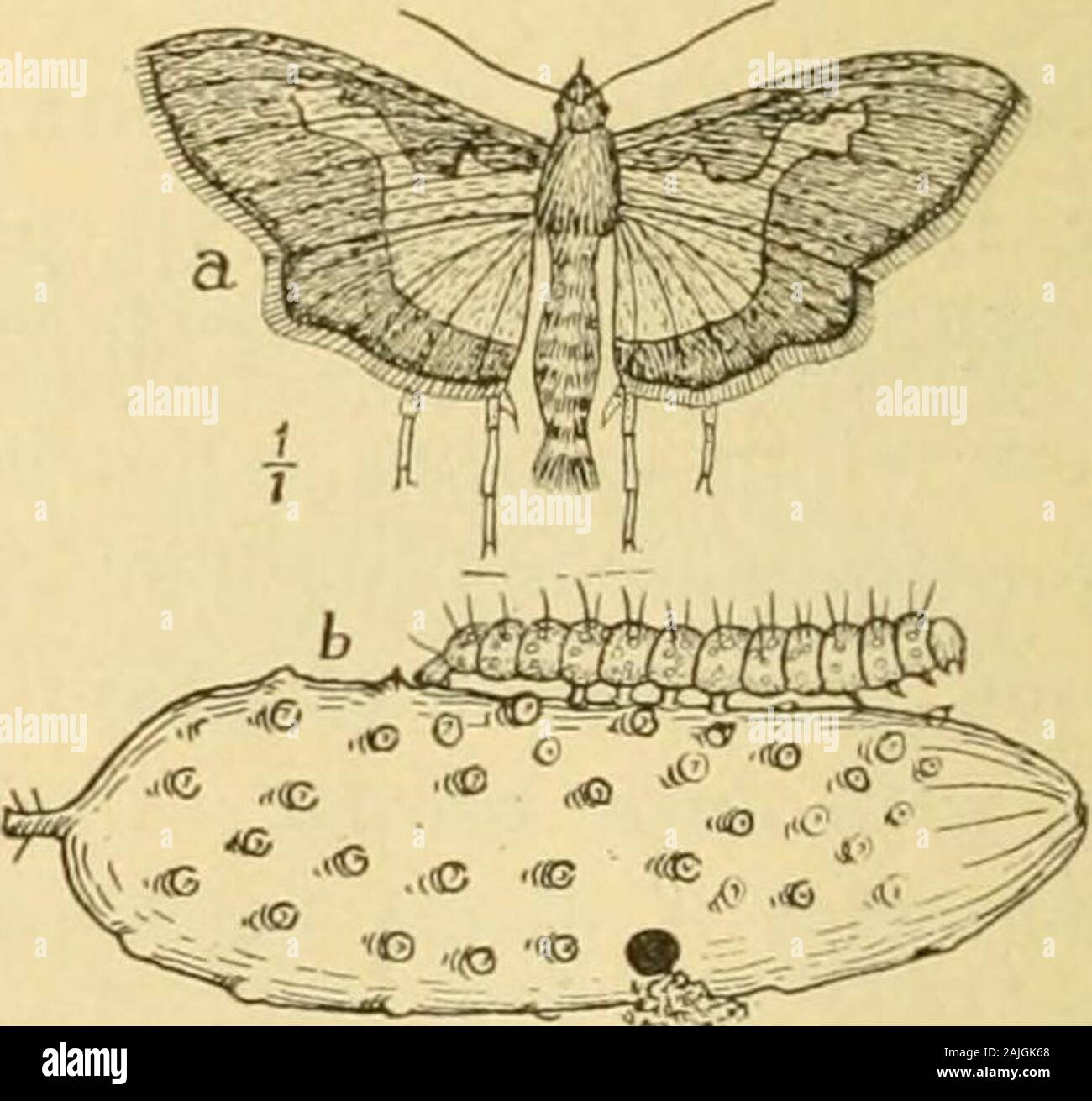 Melon mowbray hi-res stock photography and images - Alamy