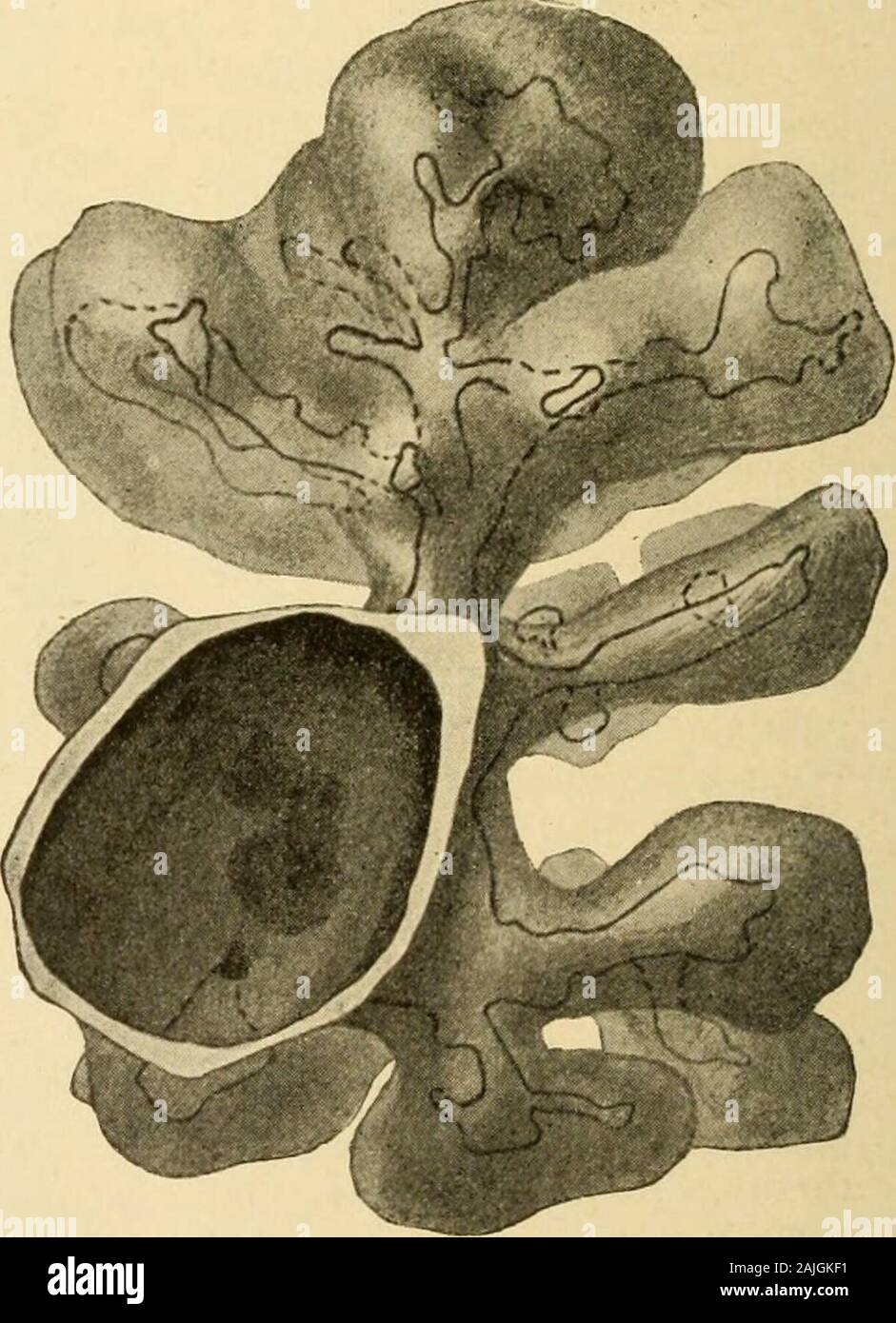 Die männlichen Geschlechtsorgane . r. Fig. 144. Zwei Gangsysteme ...