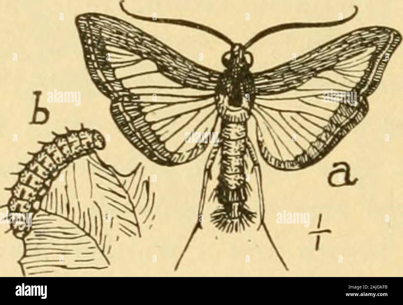 Buff tip moth larvae hi-res stock photography and images - Alamy
