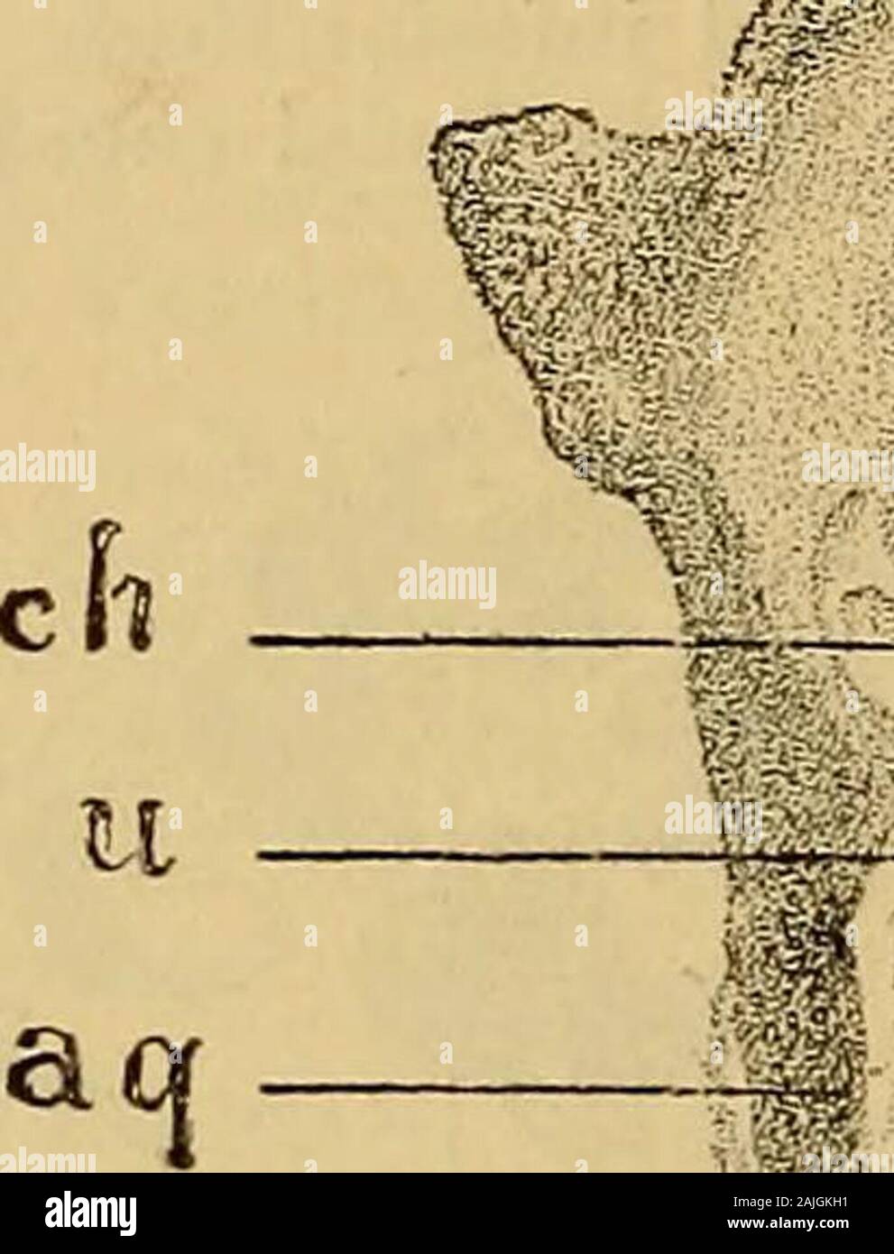 Superior vestibule hi-res stock photography and images - Alamy