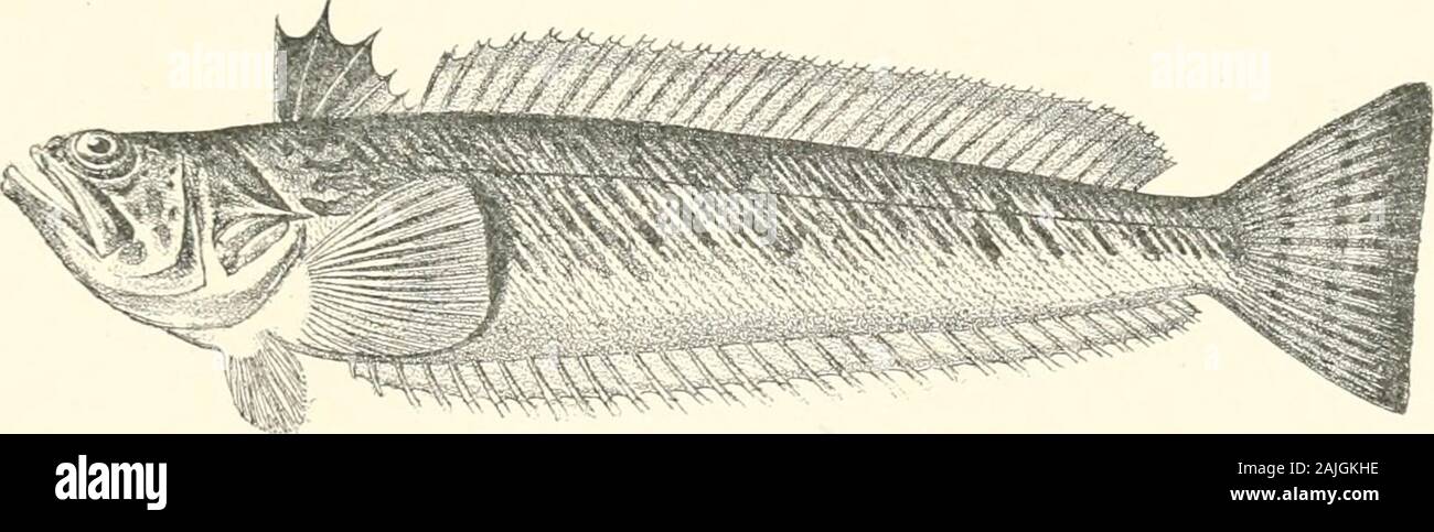 Venoms; venomous animals and antivenomous serum-therapeutics . atus of ...