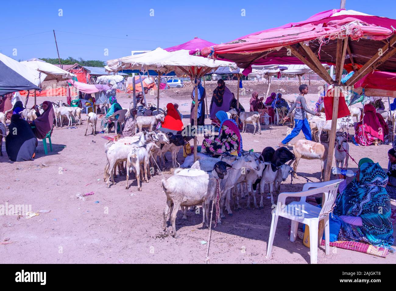 Goats on sale in Hargeisa livestock market Stock Photo - Alamy