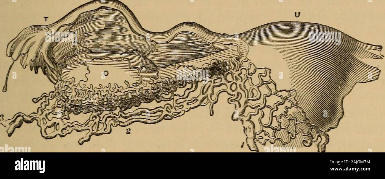 Utero ovarian ligament hi-res stock photography and images - Alamy