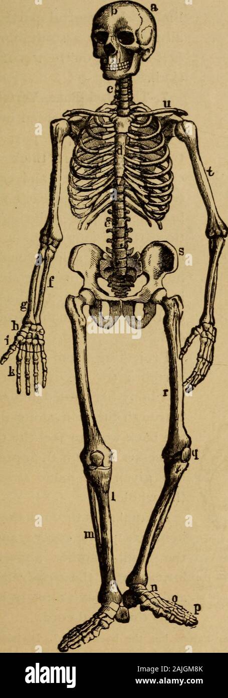 Stringy connective tissue hi-res stock photography and images - Alamy