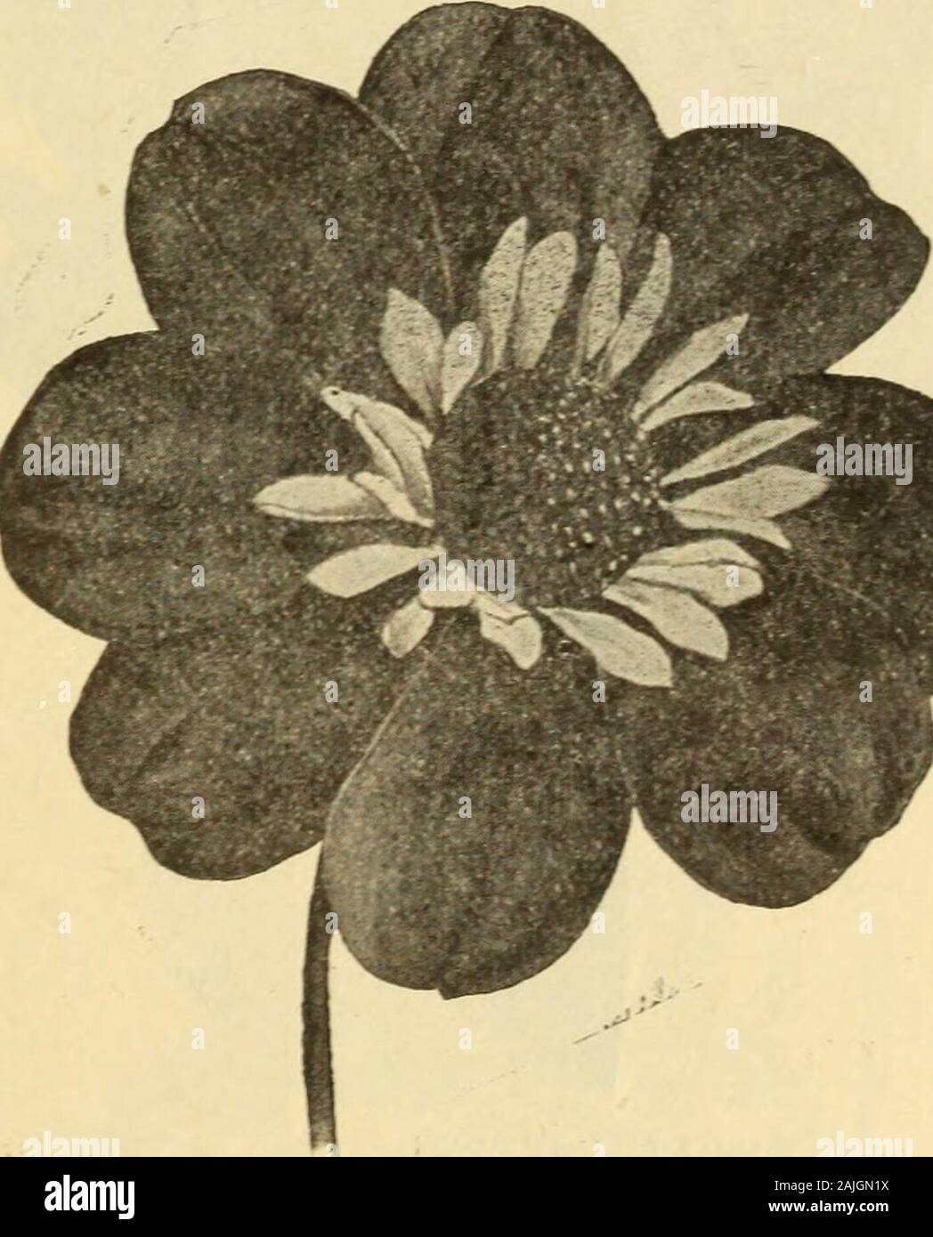 Scarlet collar hi-res stock photography and images - Alamy