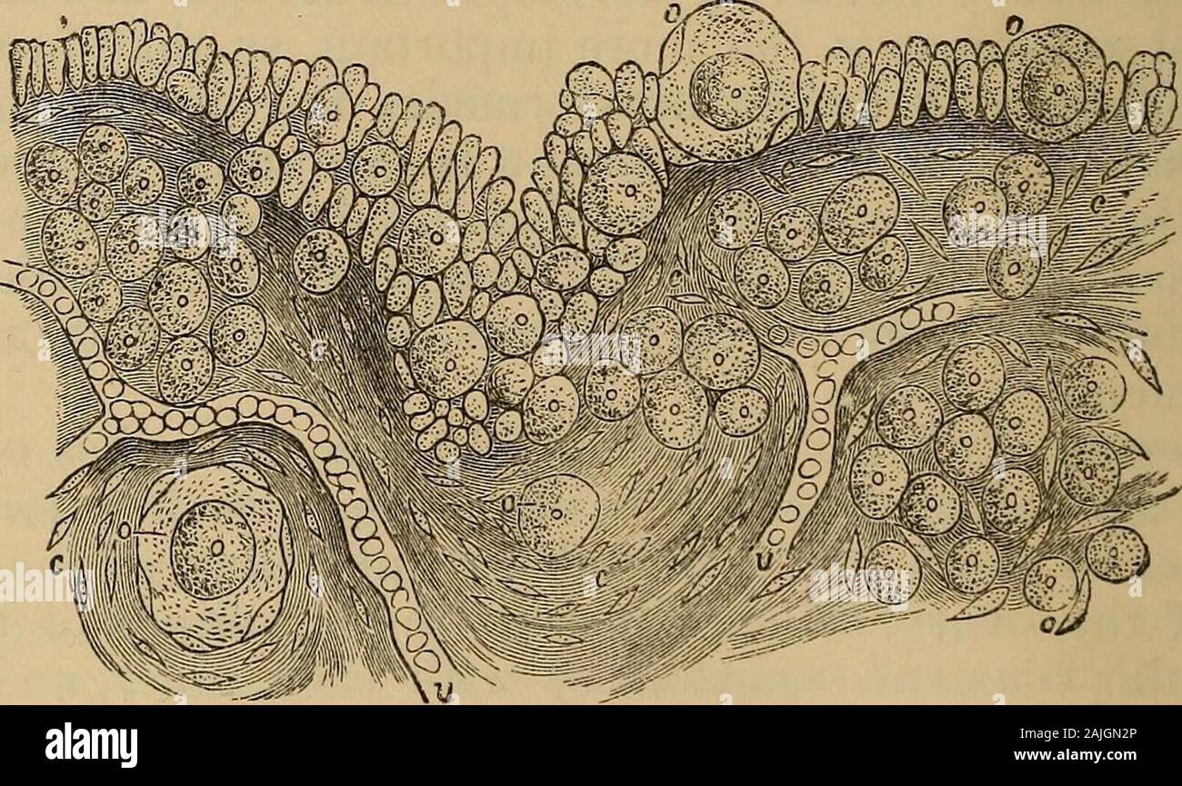 Graafian follicles hi-res stock photography and images - Alamy