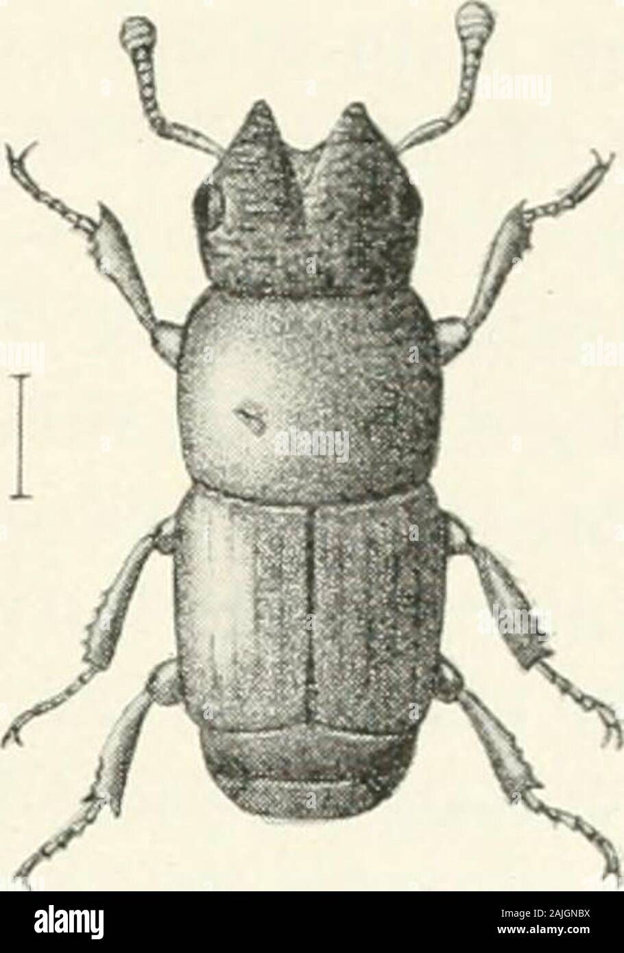 Indian forest insects of economic importance Coleoptera . ith twelve ...