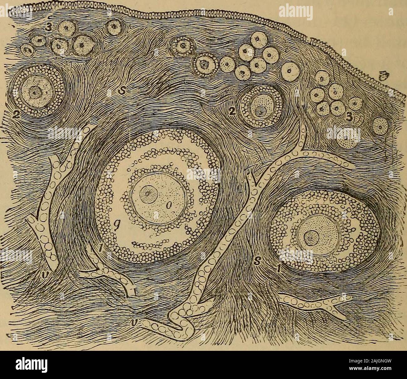 Graafian follicles hi-res stock photography and images - Alamy