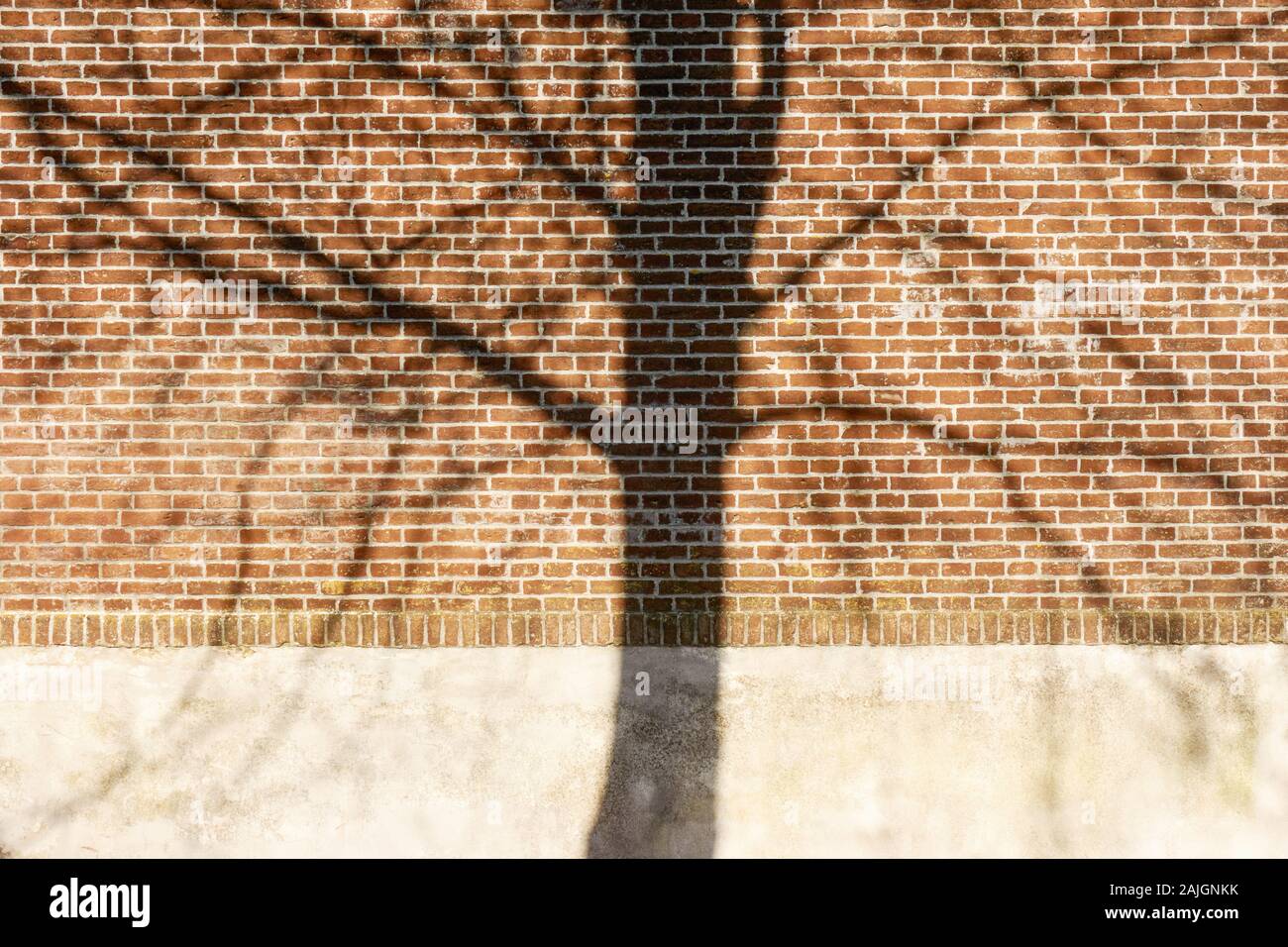 Tree shadow on the bricks hi-res stock photography and images - Alamy