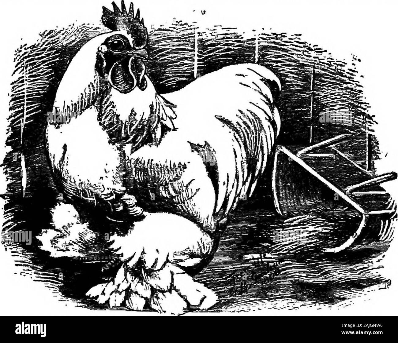 Cochin large fowl hi-res stock photography and images - Alamy