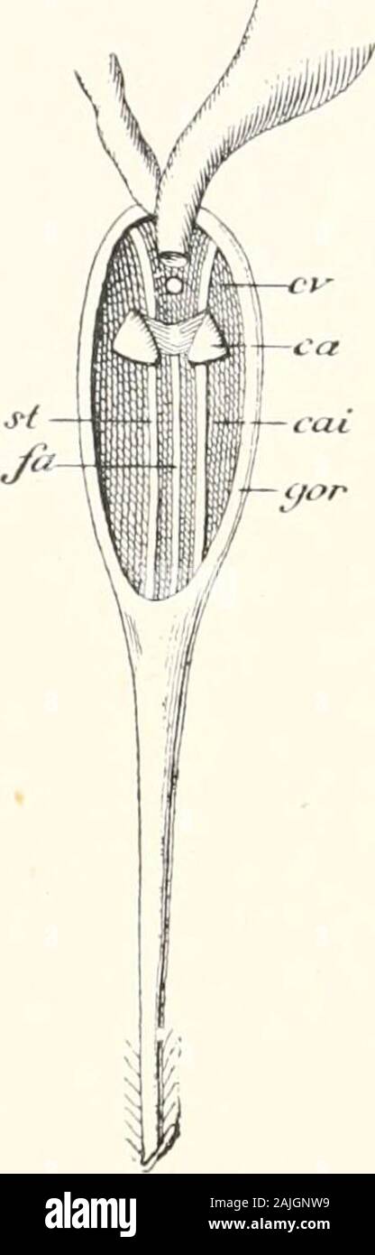 Venoms sac hi-res stock photography and images - Alamy