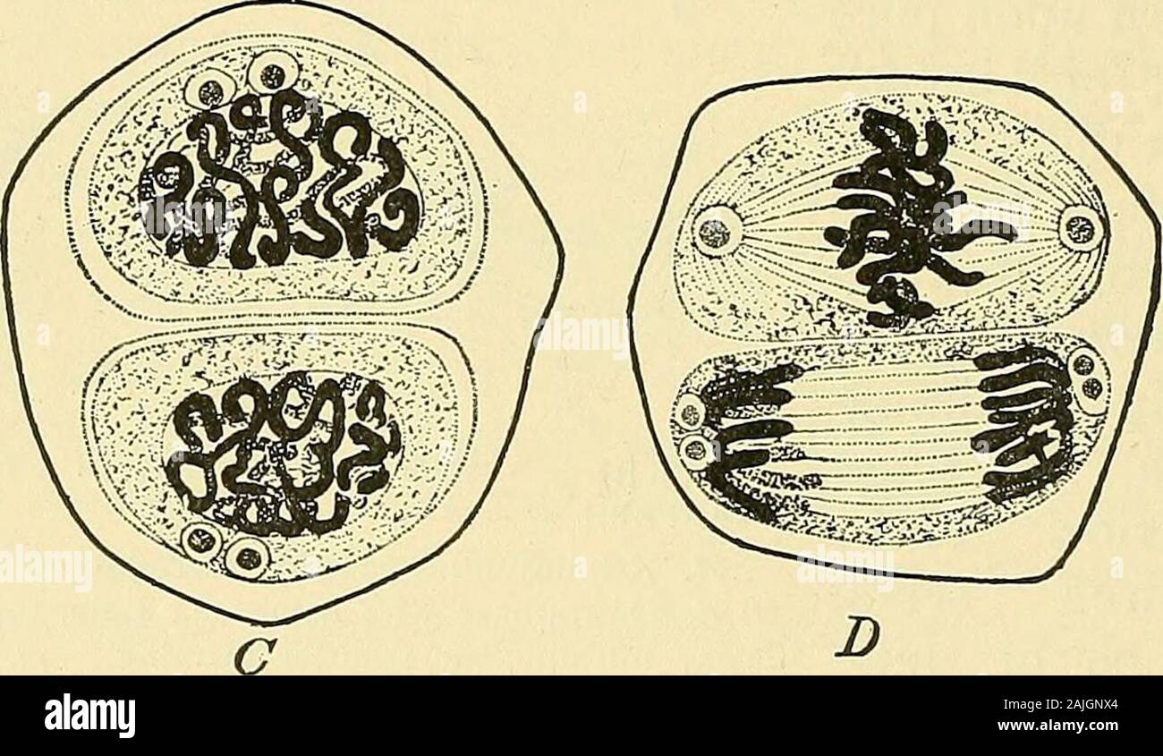 The cell in development and inheritance . Pig. 34. — Division of pollen ...