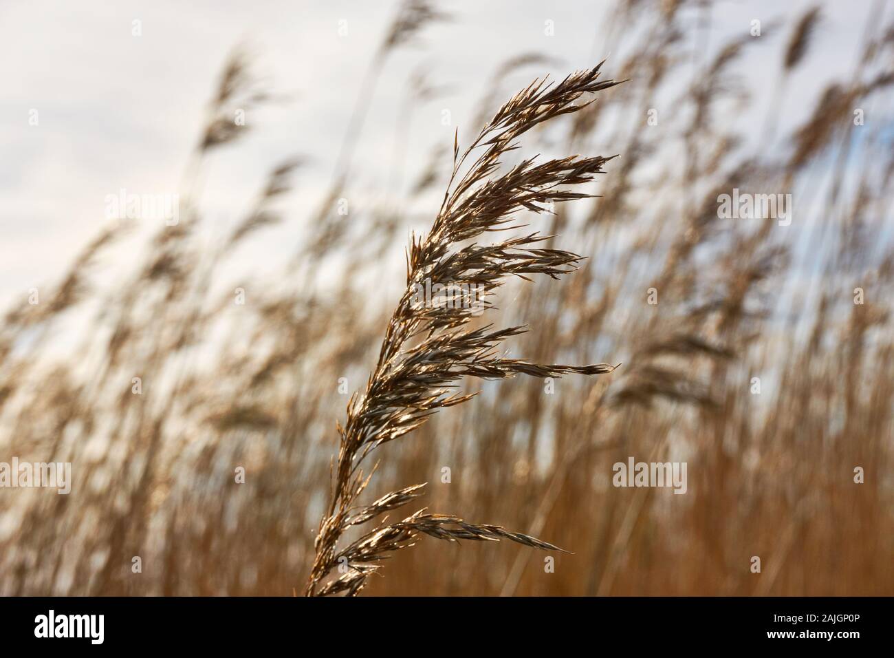 Brown reed hi-res stock photography and images - Alamy