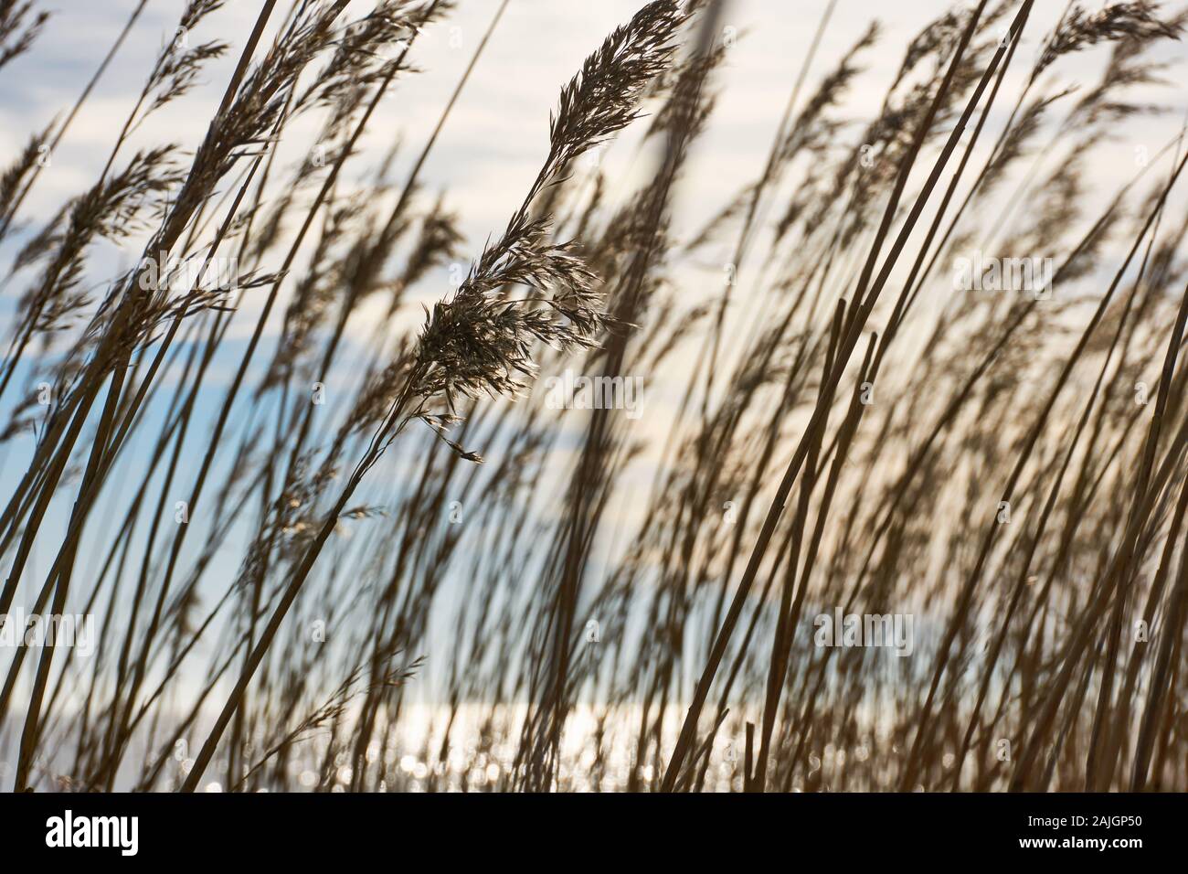 Waving brown reed at sunset in front of a lake and a cloudy sky in ...