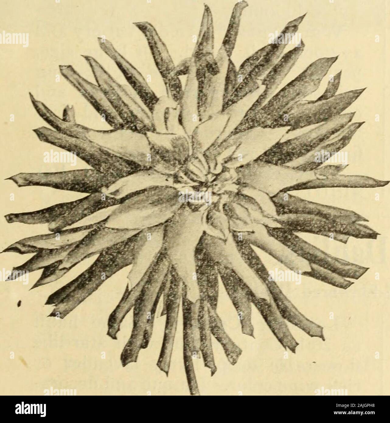 Slender petals hi-res stock photography and images - Alamy