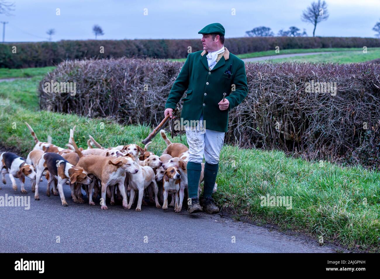 Oakley foot beagles hi-res stock photography and images - Alamy