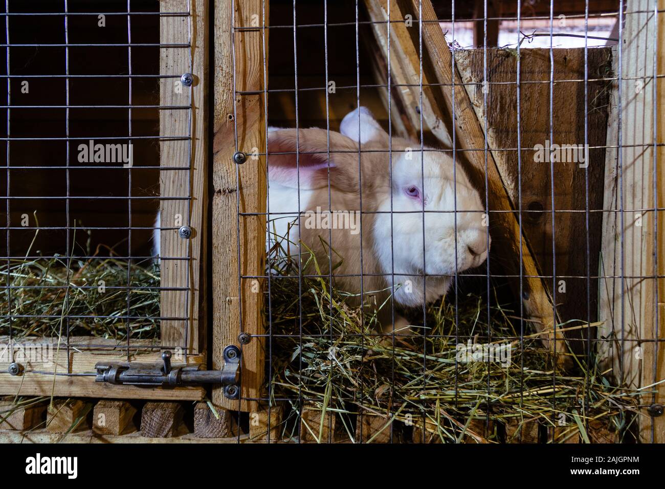 Slaughter of a rabbit hi-res stock photography and images - Alamy