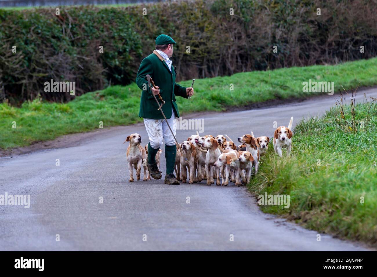 Oakley foot beagles hi-res stock photography and images - Alamy