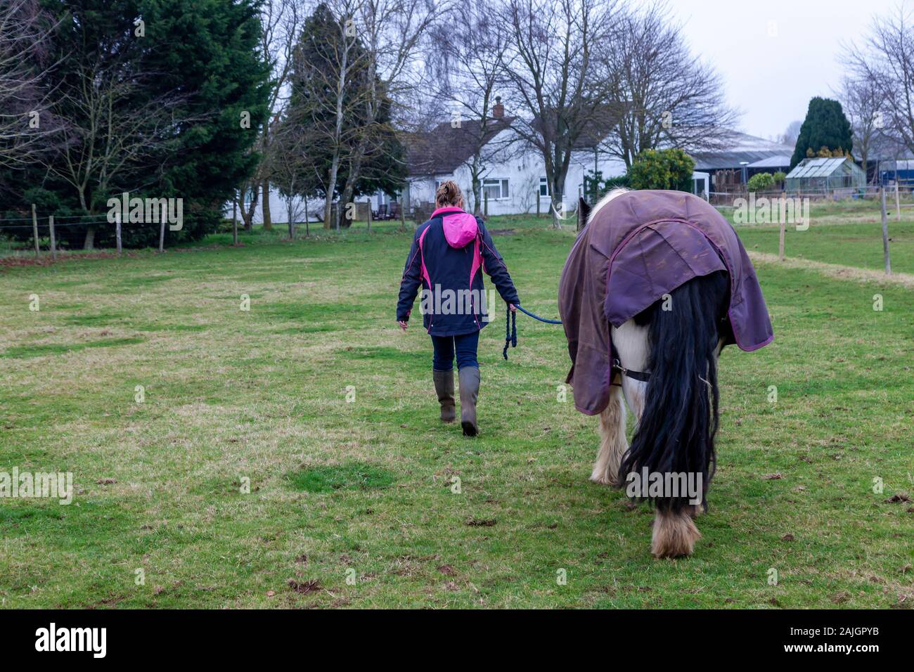 Horse being lead in from field to be stabled for the evening near ...