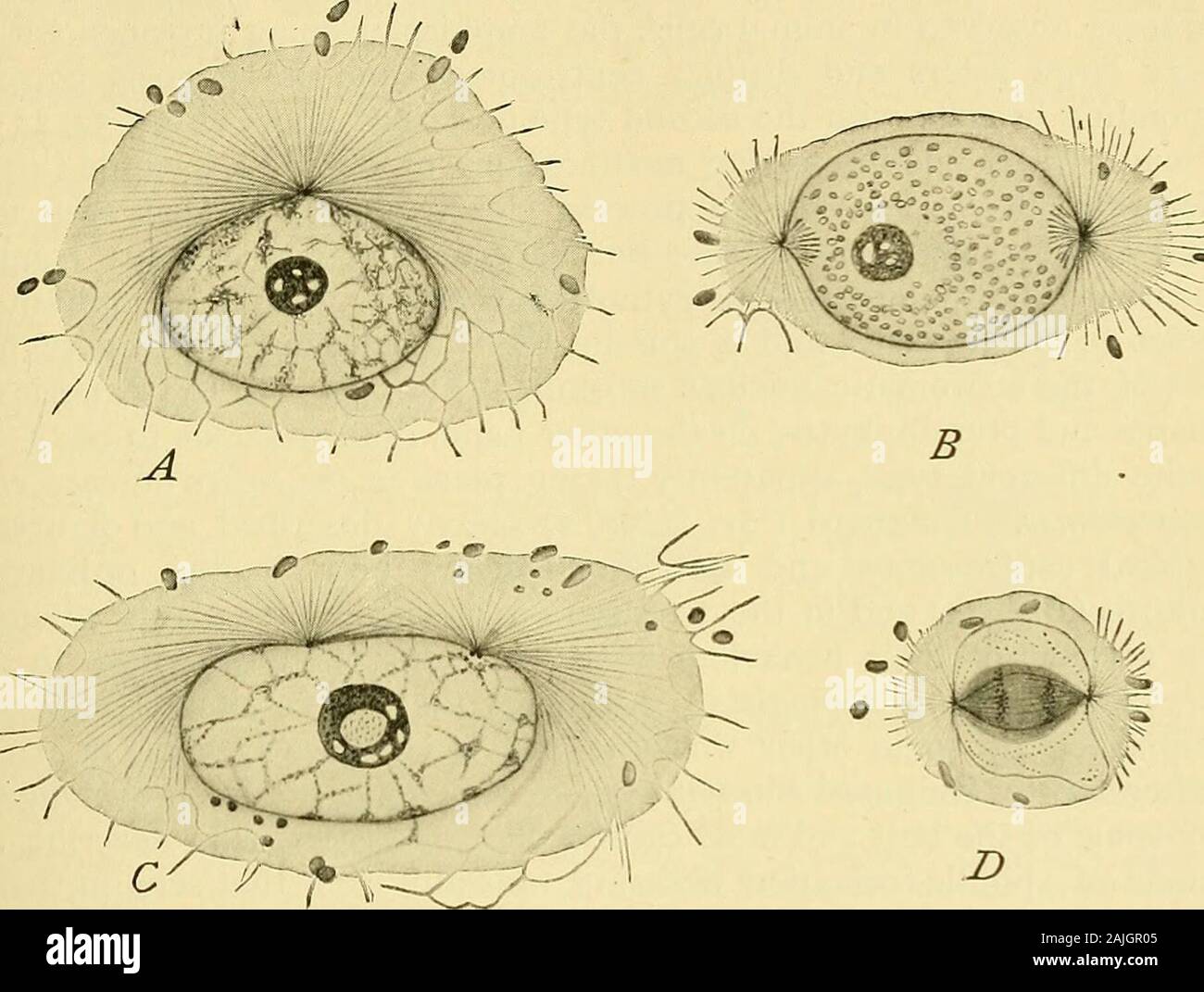 Spindle fibres mitosis hi-res stock photography and images - Alamy