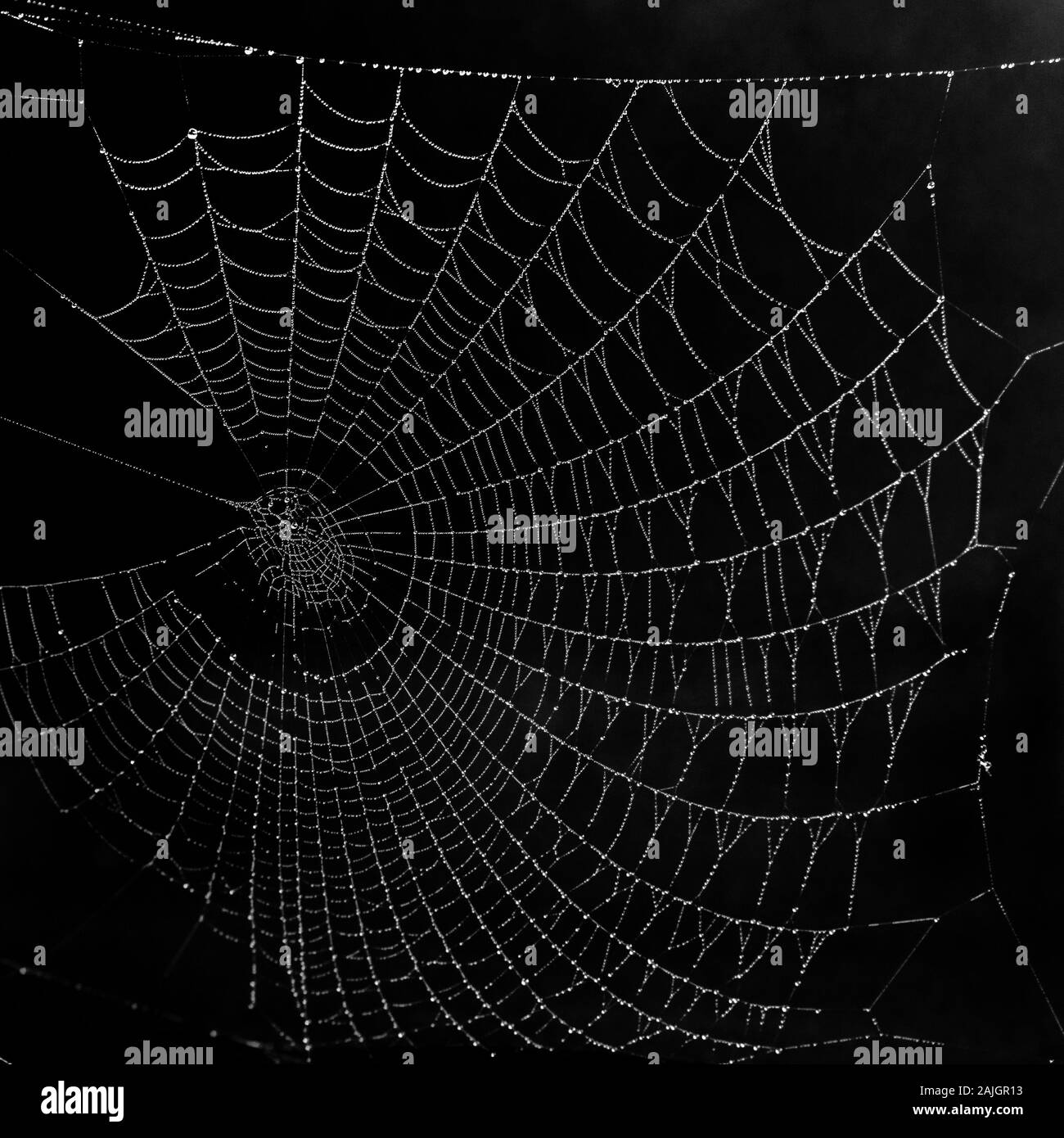 Spider round Black and White Stock Photos & Images - Alamy