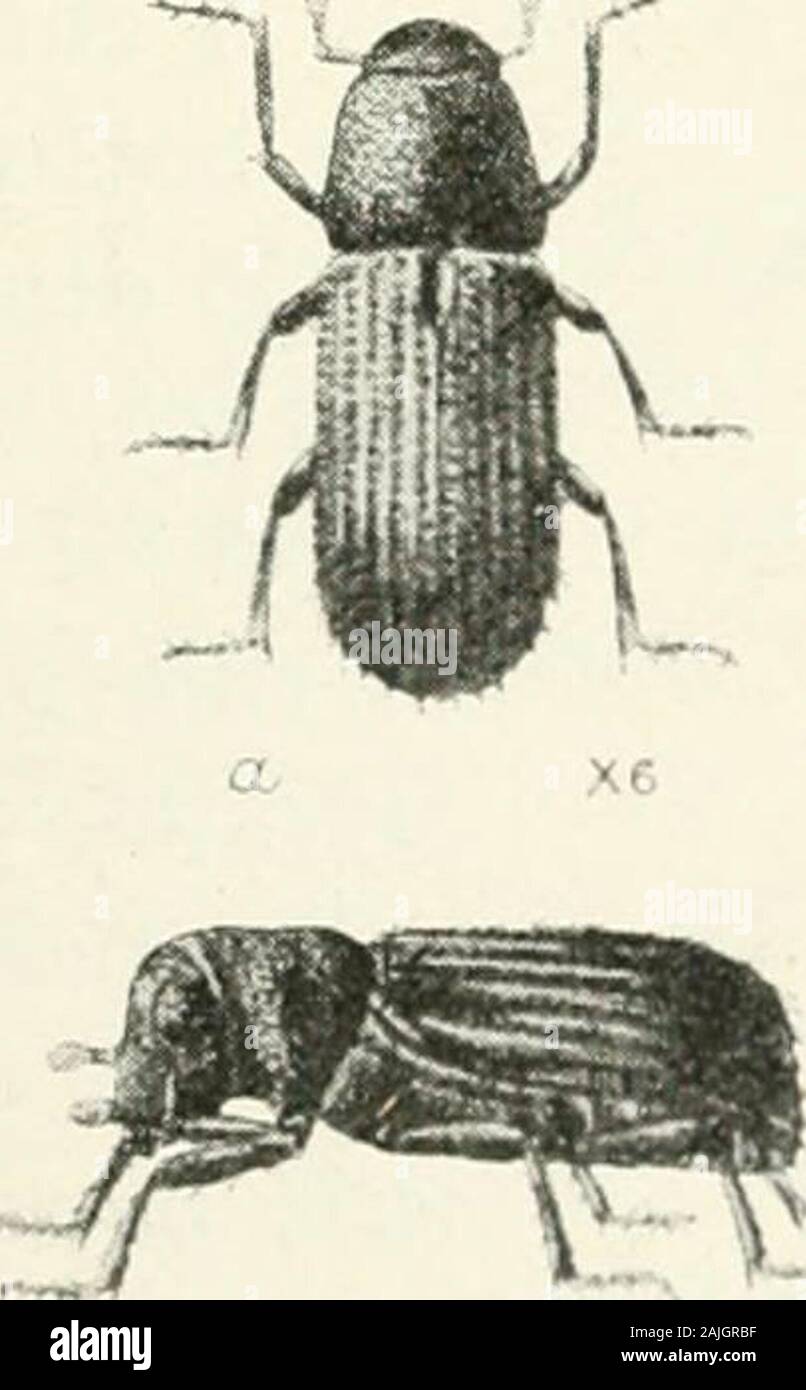 Two kinds of insects hi-res stock photography and images - Alamy