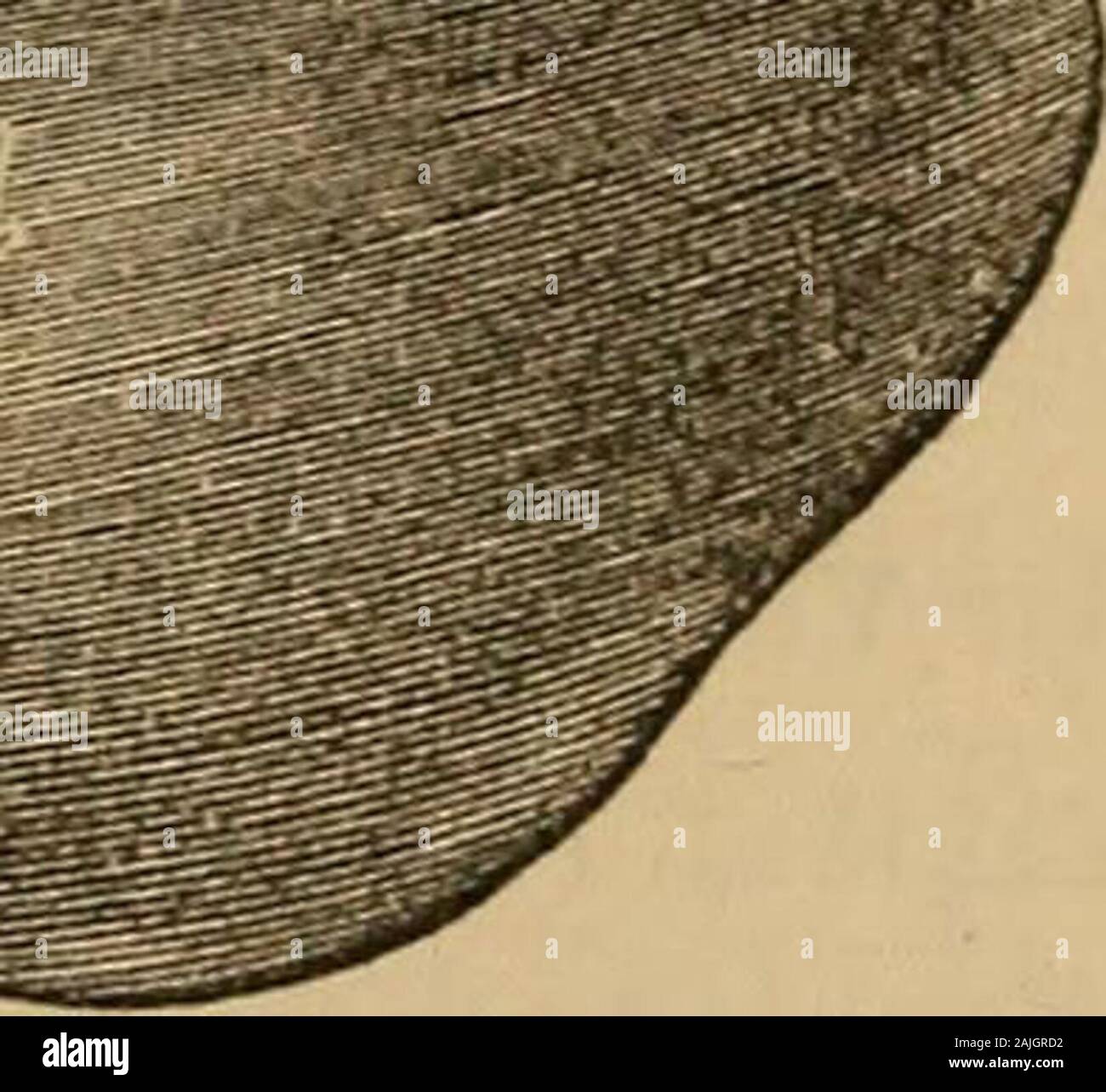 A treatise on the science and practice of midwifery . Adult Parovarium ...