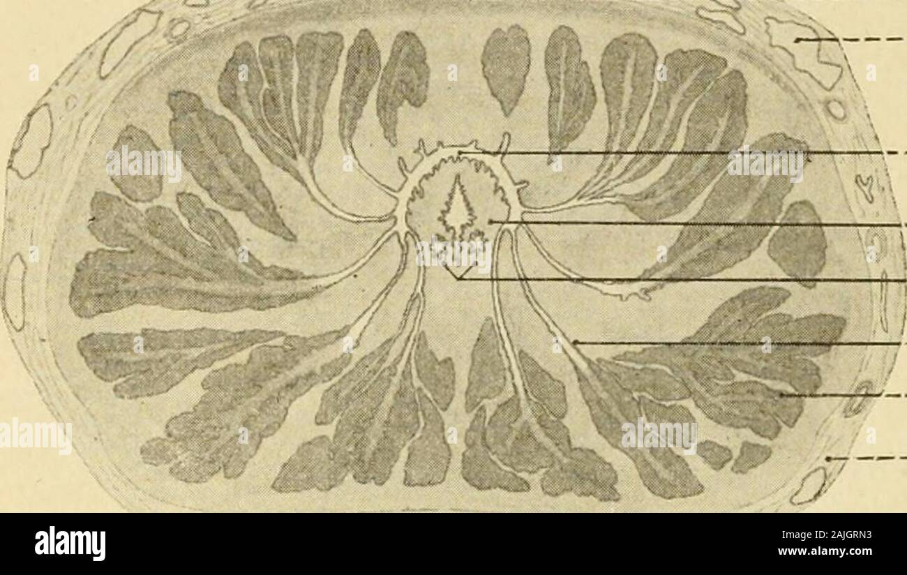 Die männlichen Geschlechtsorgane . erwiesen. Farenchym und Gerüst der ...