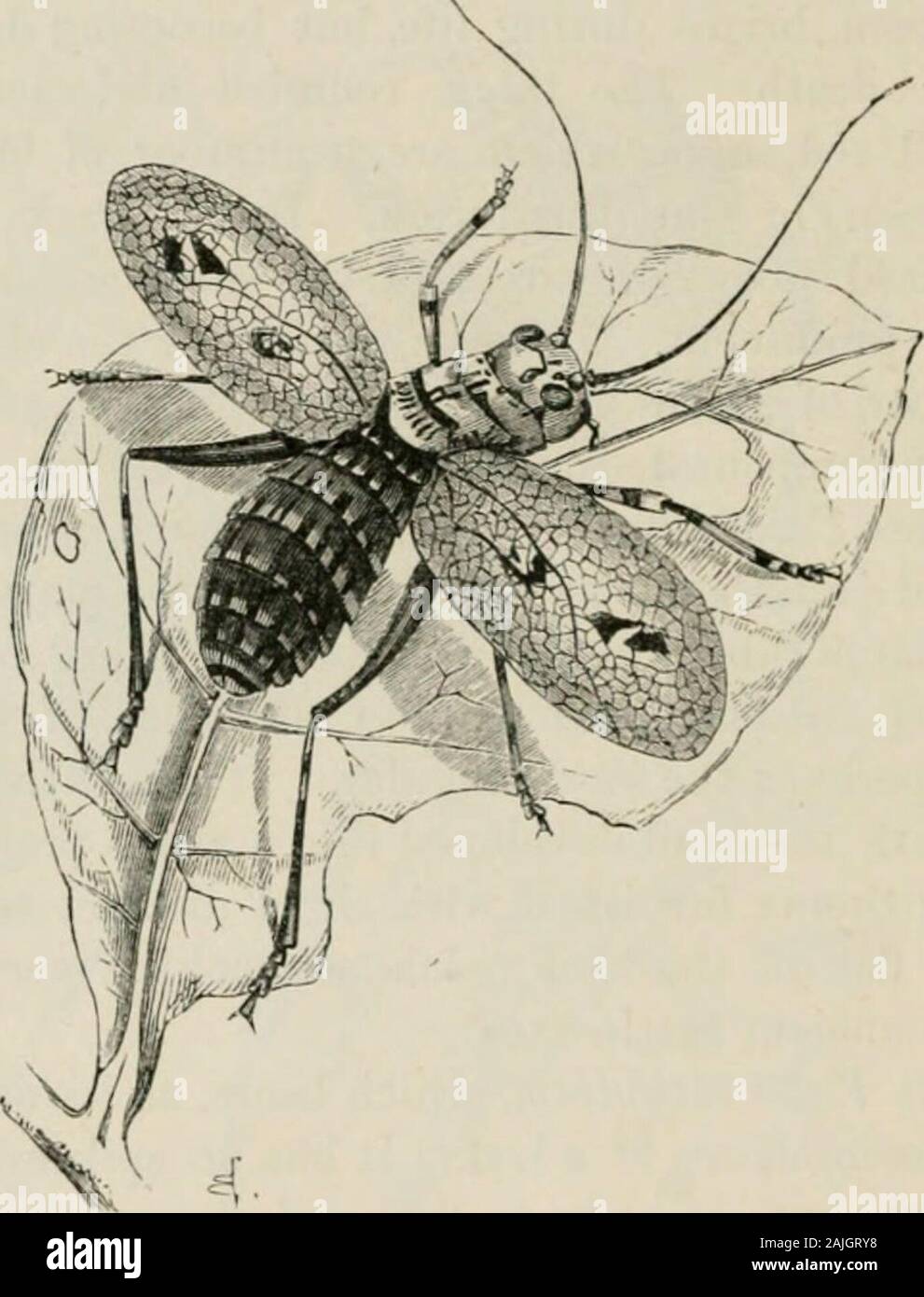 Needle like appearance hi-res stock photography and images - Alamy