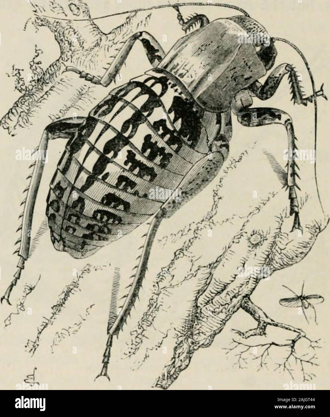 Sickle like jaws hi-res stock photography and images - Alamy