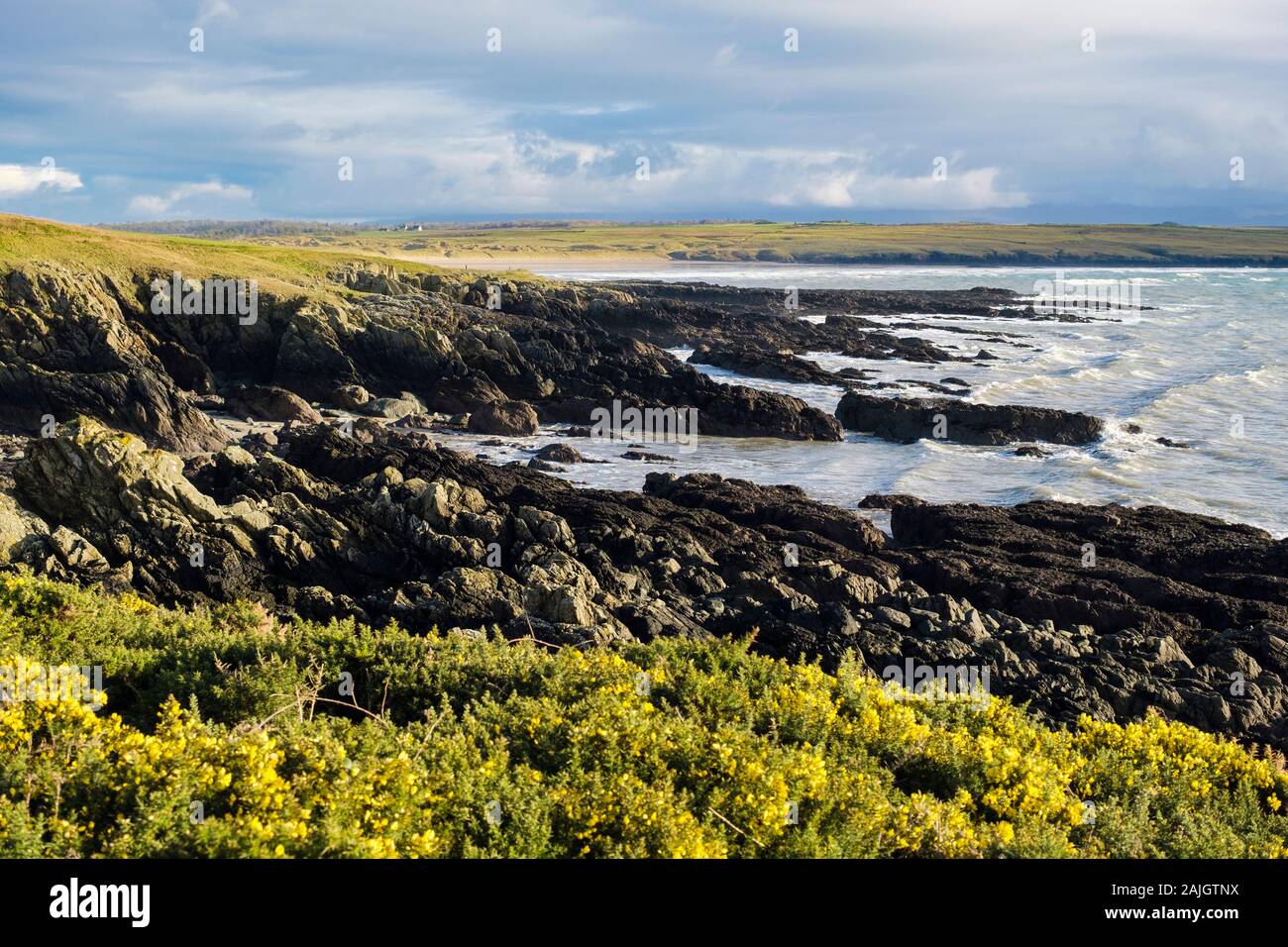 View across flowering Gorse and rocky coastline to Traeth Mawr beach in ...