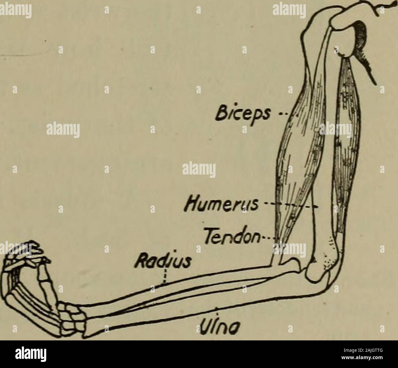 Tendons of beef hi-res stock photography and images - Alamy