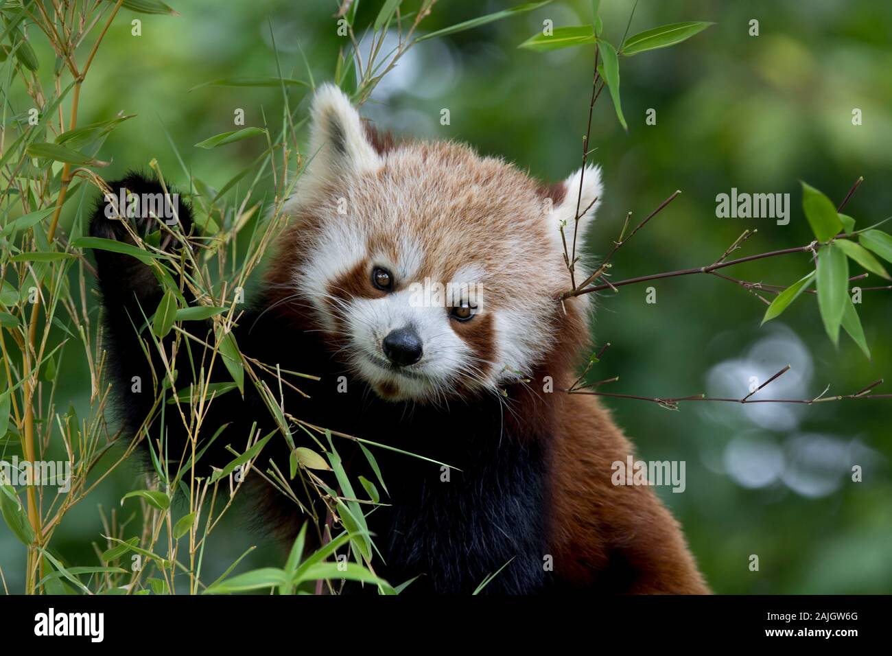 Bhalu bear hi-res stock photography and images - Alamy