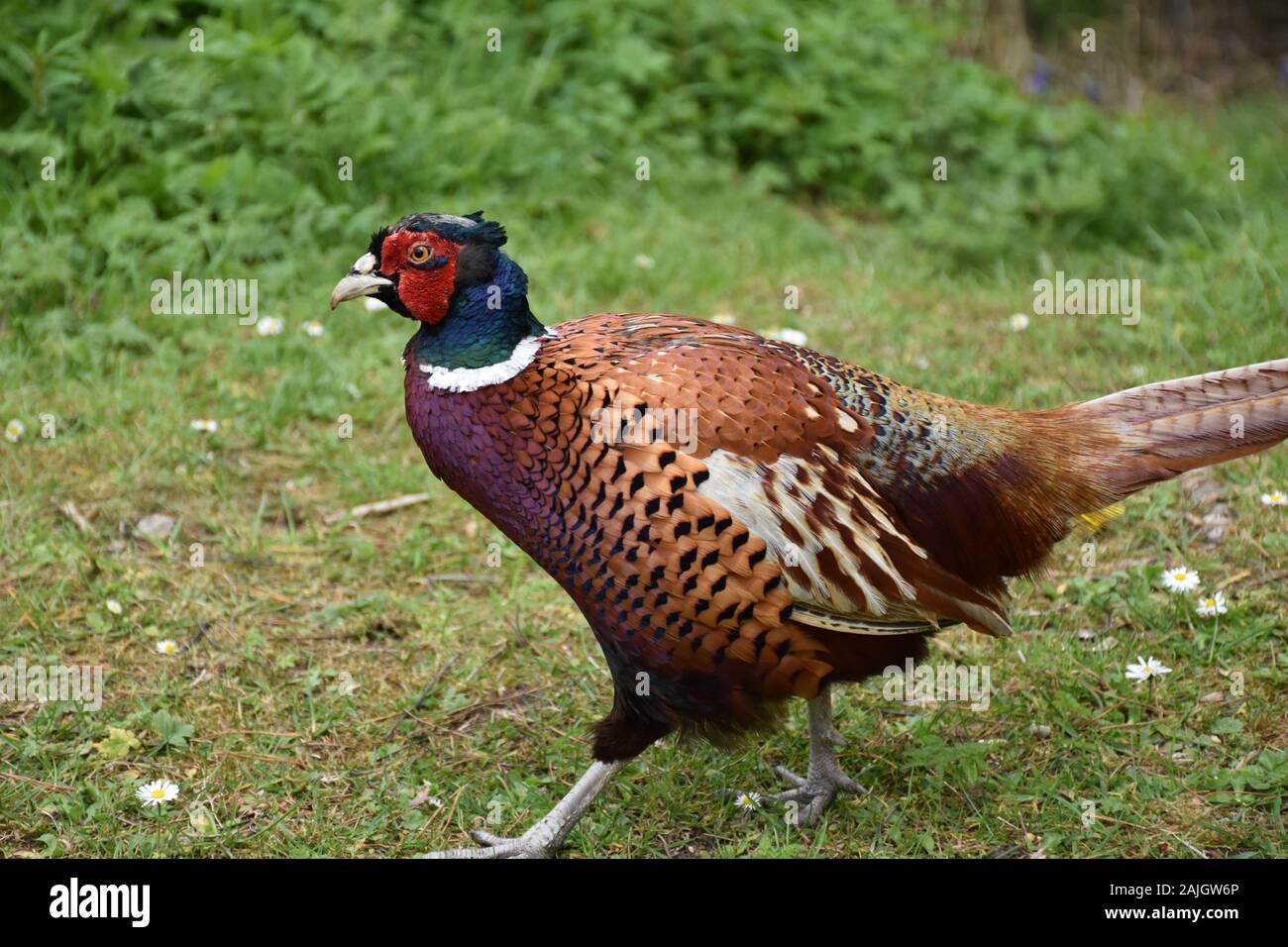 Wild male pheasant with distinctive markings walking around Stock Photo ...