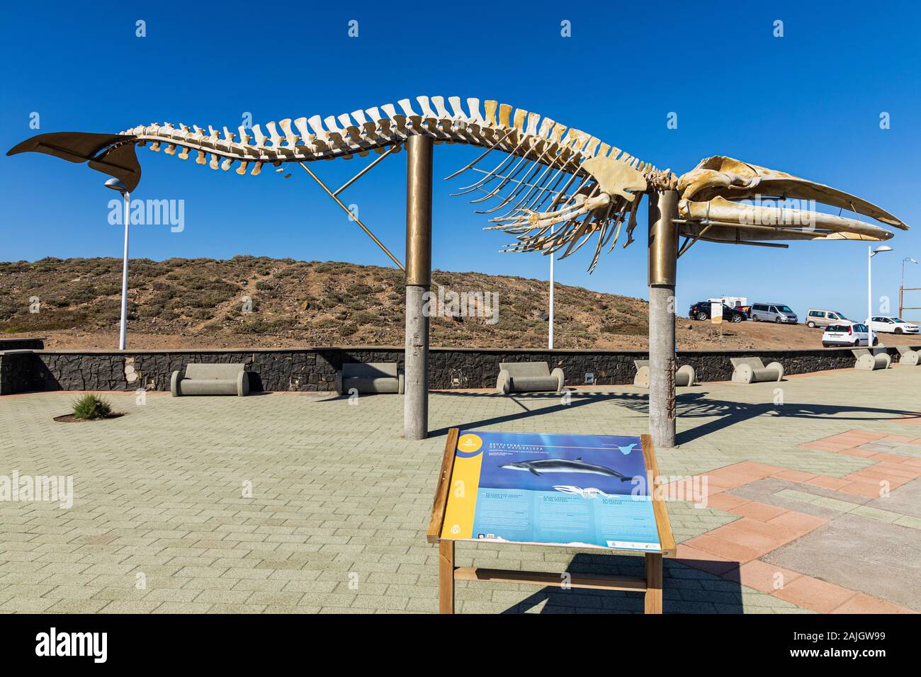 Animal bones and skeletons hi-res stock photography and images - Alamy