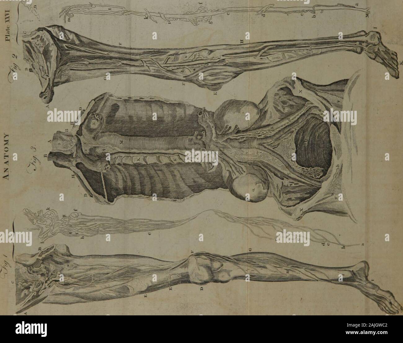 Parts of subclavian artery hi-res stock photography and images - Alamy