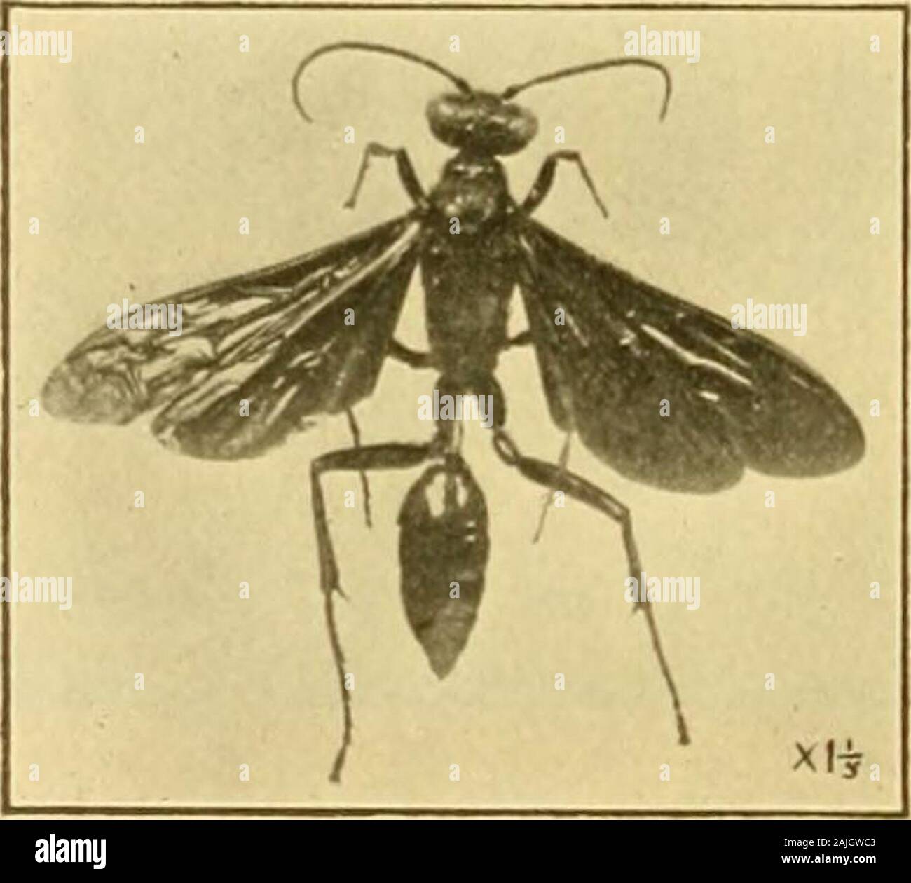 The bermuda islands cockroach hi-res stock photography and images - Alamy