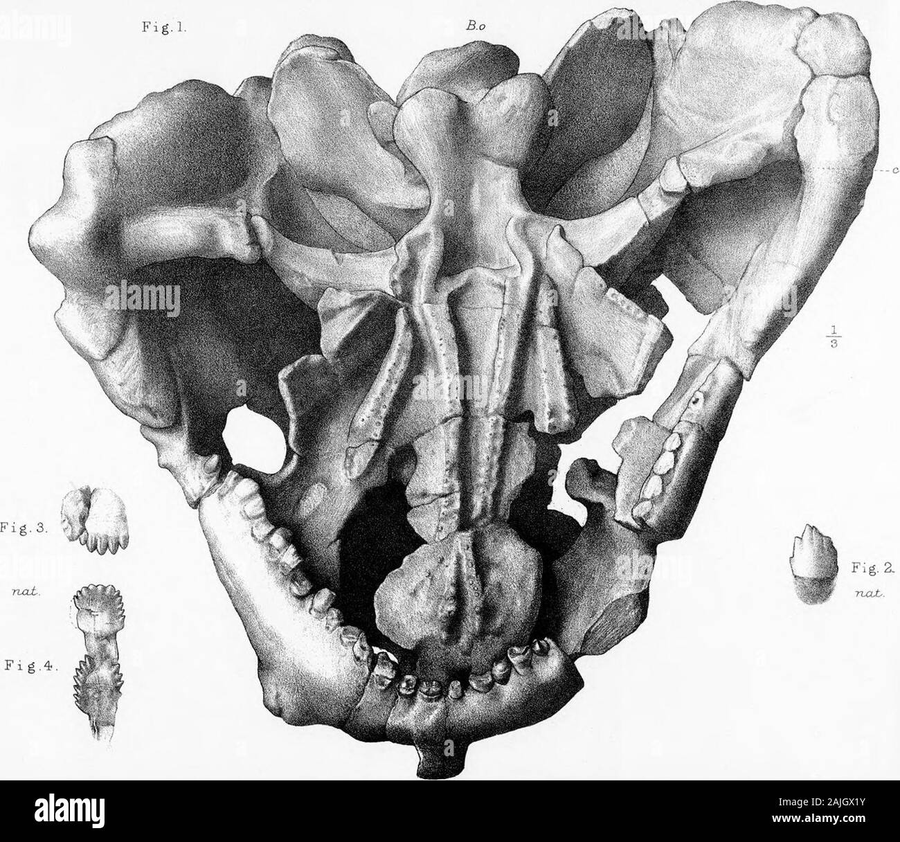 Pareiasaurus Cut Out Stock Images & Pictures - Alamy