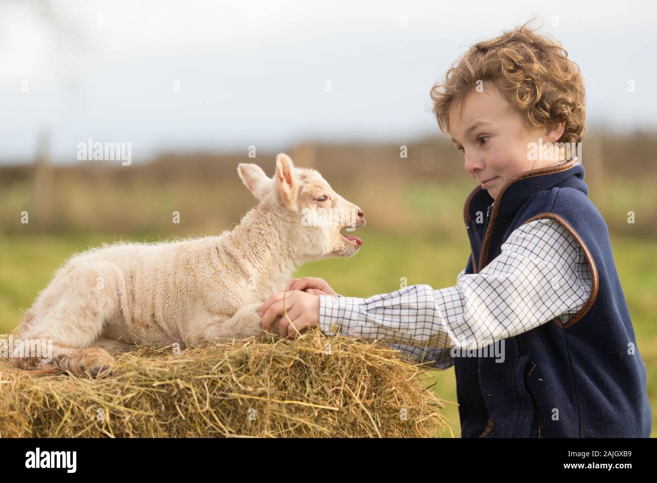 Little boy with a day-old newborn lamb on a farm, UK Stock Photo - Alamy