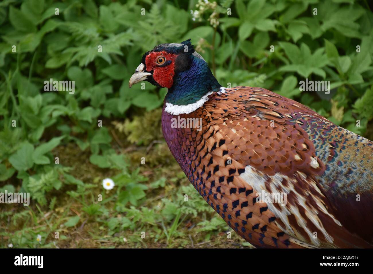 Close up look into the face of a stunning pheasant Stock Photo - Alamy