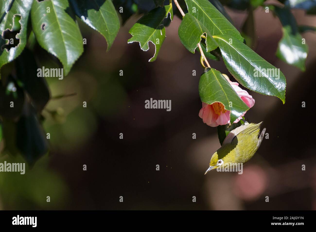 A warbling white-eye (Zosterops japonicus), or Japanese white-eye ...