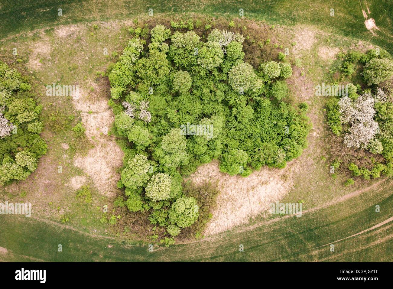 Top down aerial view of green field with canopies of trees in the ...