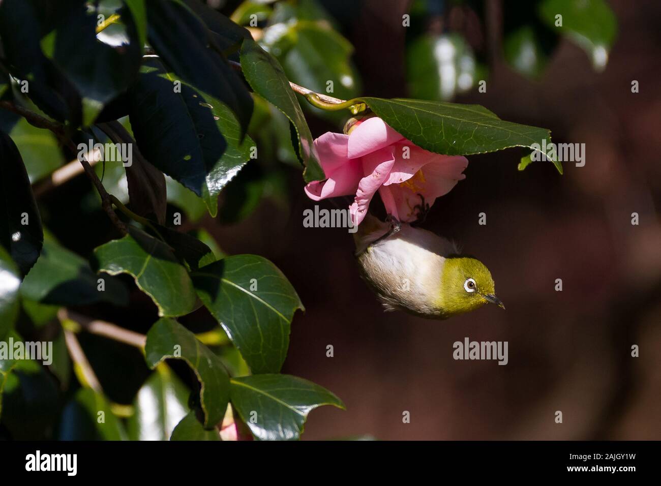 A warbling white-eye (Zosterops japonicus), or Japanese white-eye ...