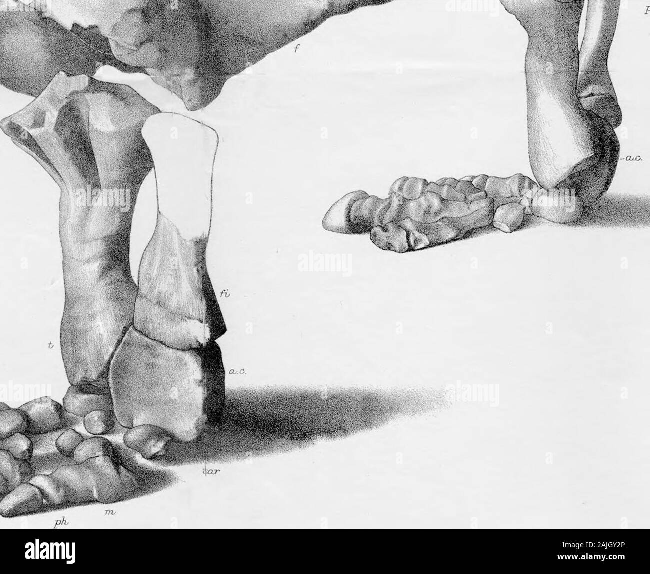 Researches on the Structure, Organization, and Classification of the ...