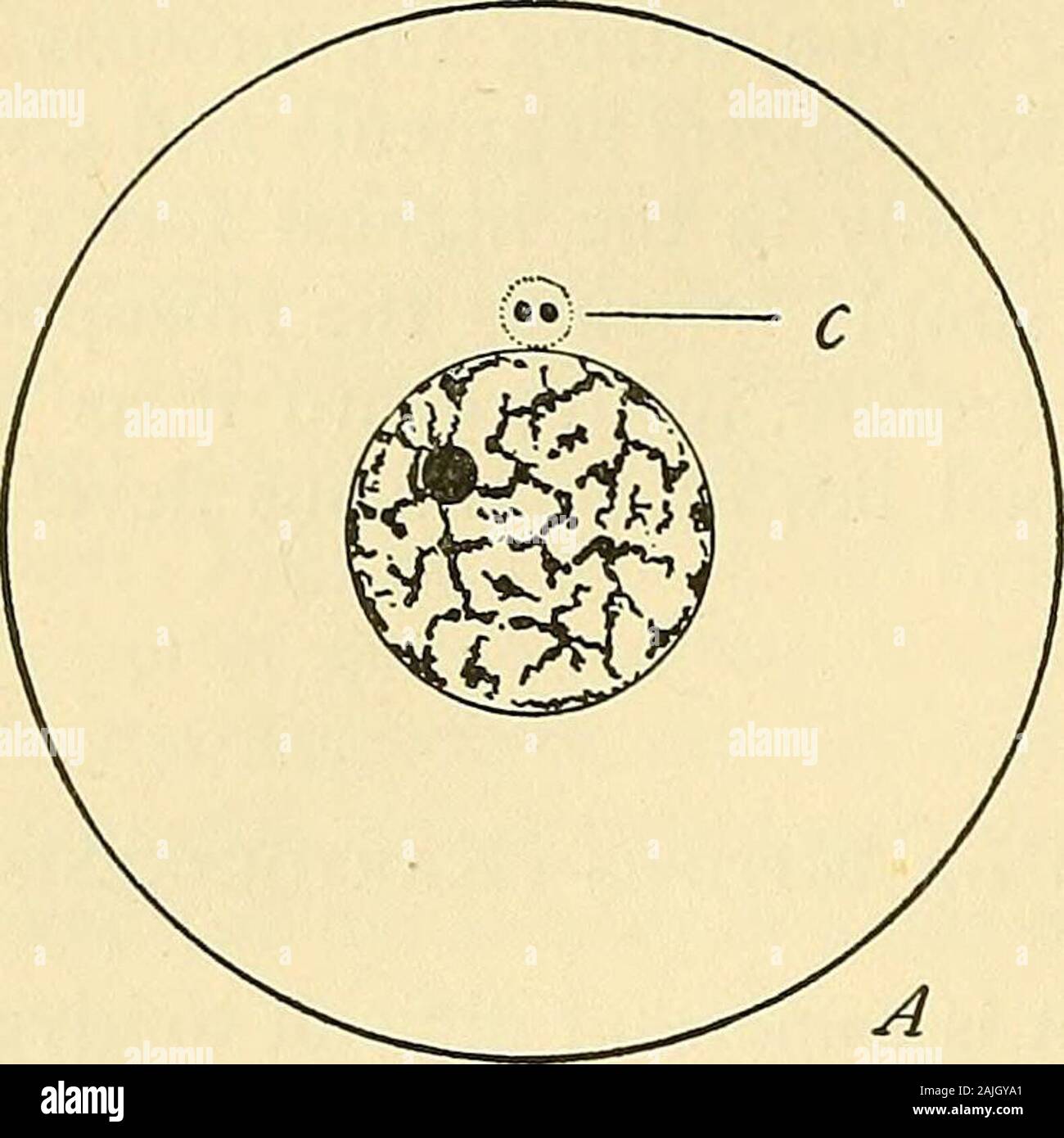 The cell in development and inheritance . res for division,the most ...