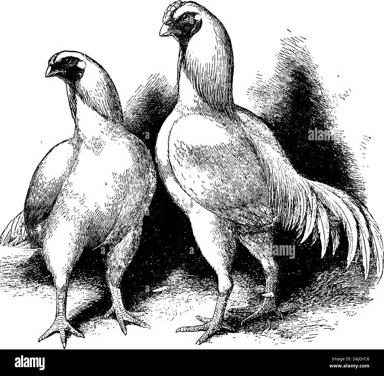 Lustrous Cut Out Stock Images & Pictures - Alamy